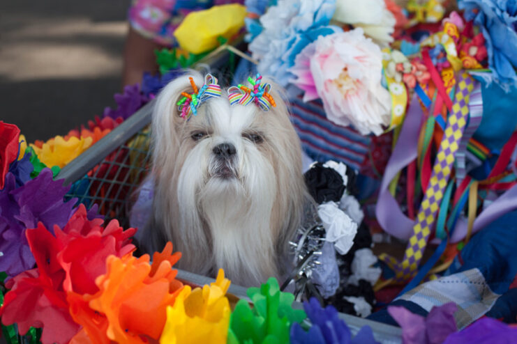 28Apr Fiesta® Pooch Parade - Fiesta SA